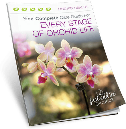 Orchid Care Guide - A free guide from Just Add Ice Orchids