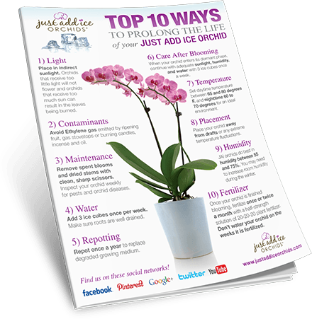 Download 10 Simple Steps To Keeping Your Orchid Healthy