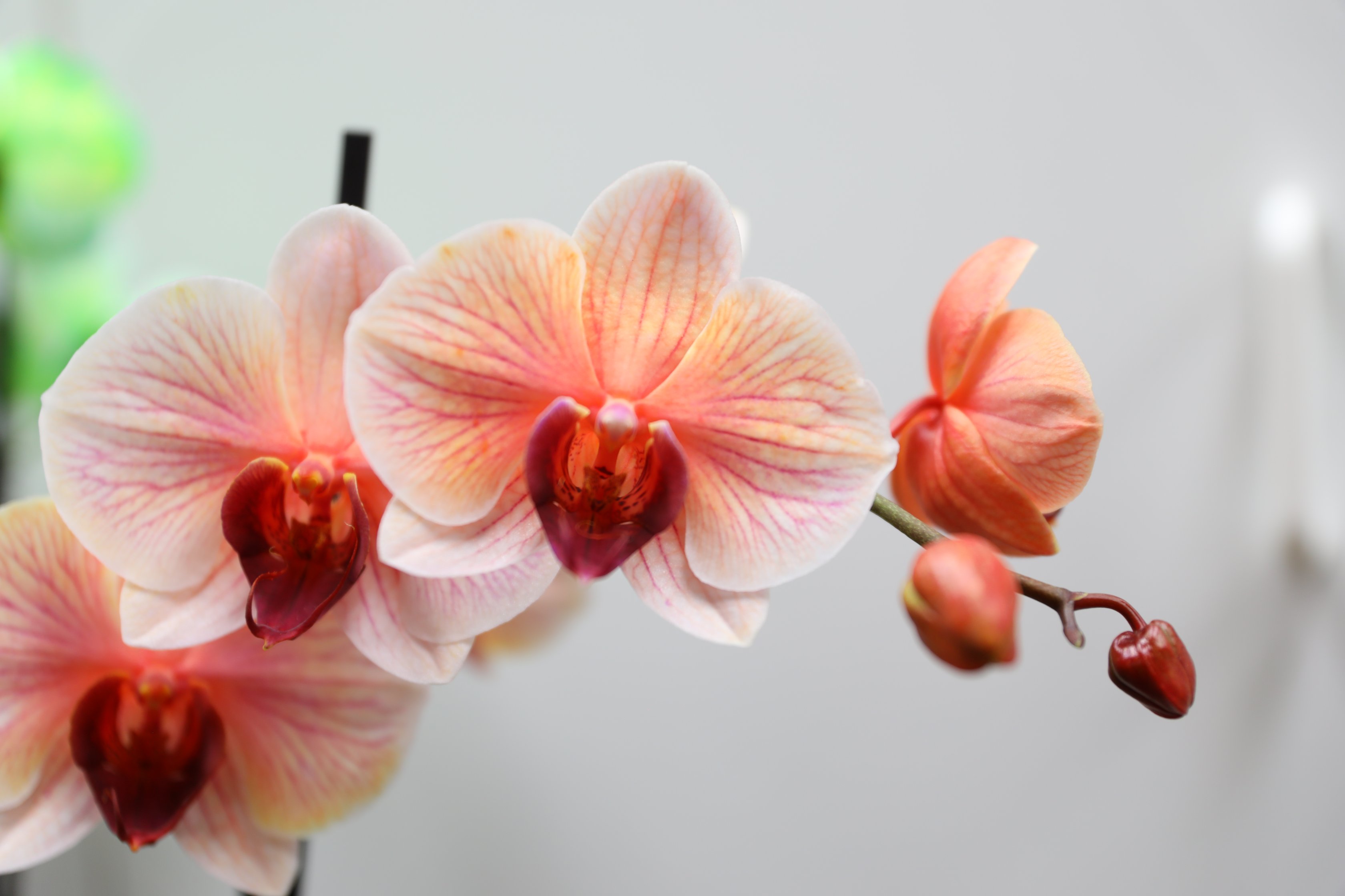 Orchid Colors: What They Symbolize and Their Meaning