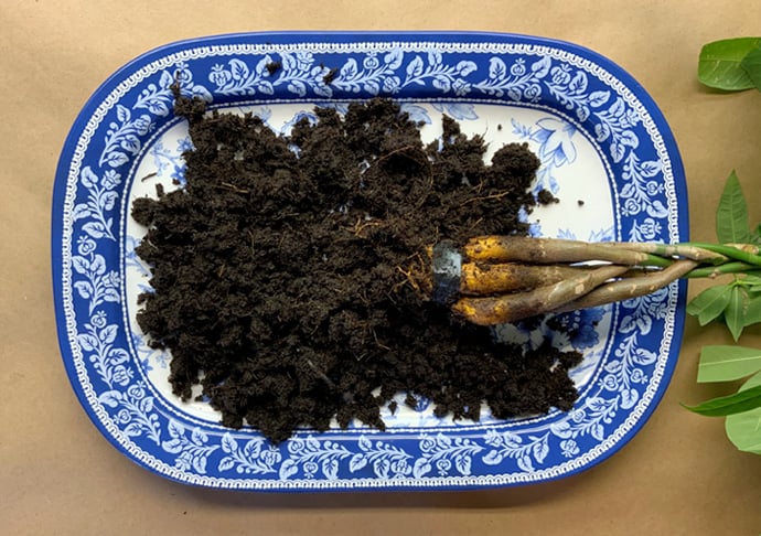 How to Remove a Dead Money Tree Trunk | Just Add Ice