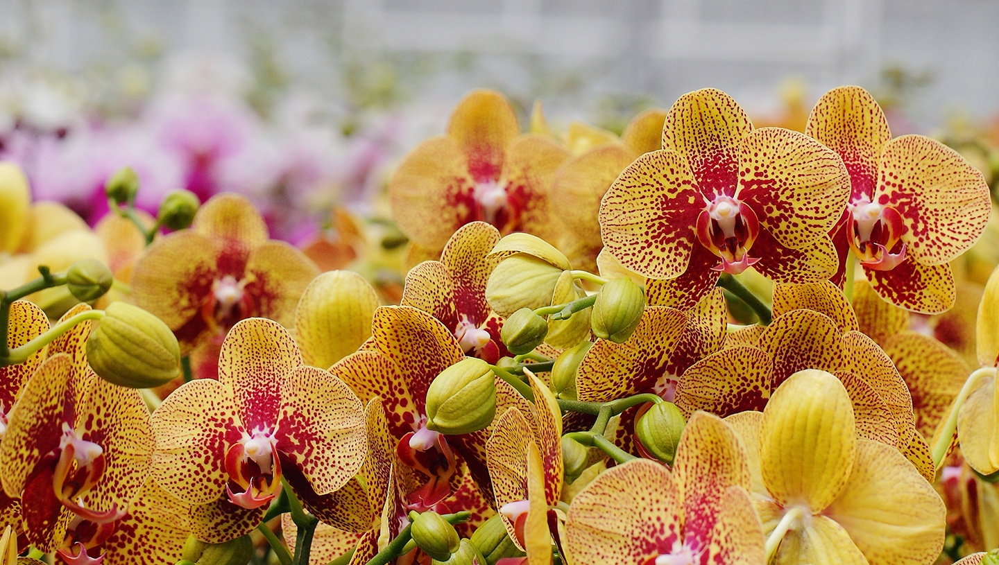 Store Contact | Just Add Ice Orchids