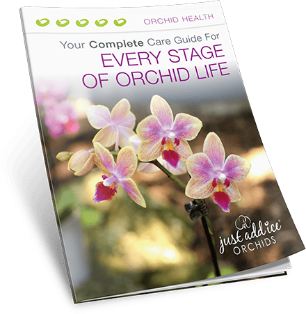 Full-Size Phalaenopsis Orchids | Just Add Ice Orchids