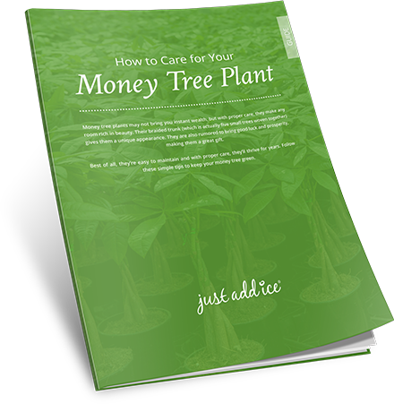 Money Tree Care Guide