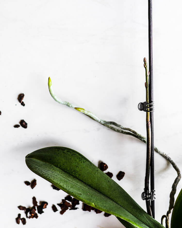 New Orchid Growth: Is It a New Orchid Flower Spike or Root?
