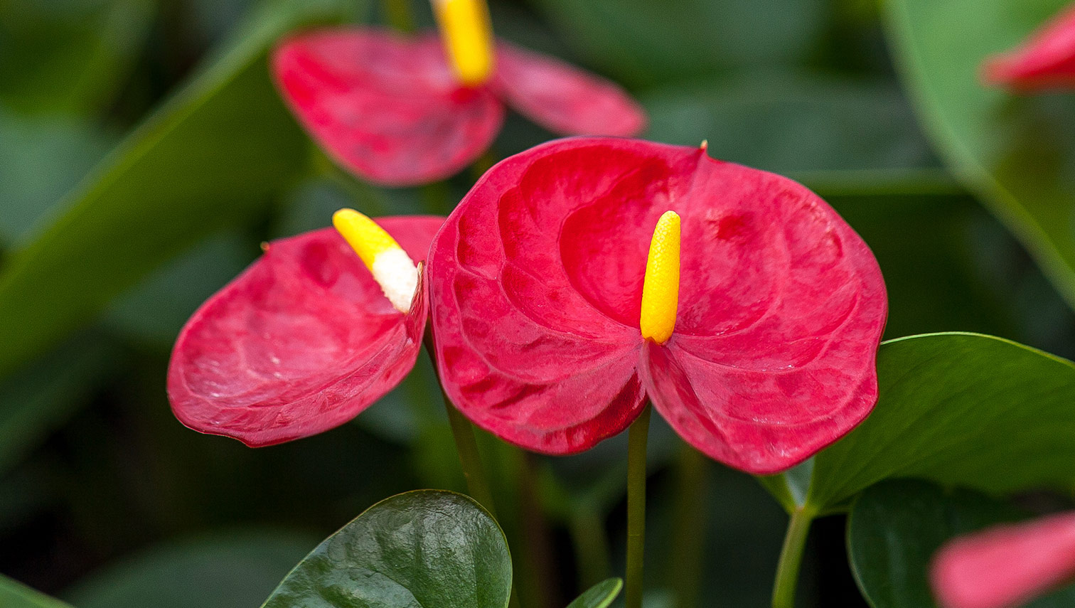 Anthurium Plants | Just Add Ice Orchids