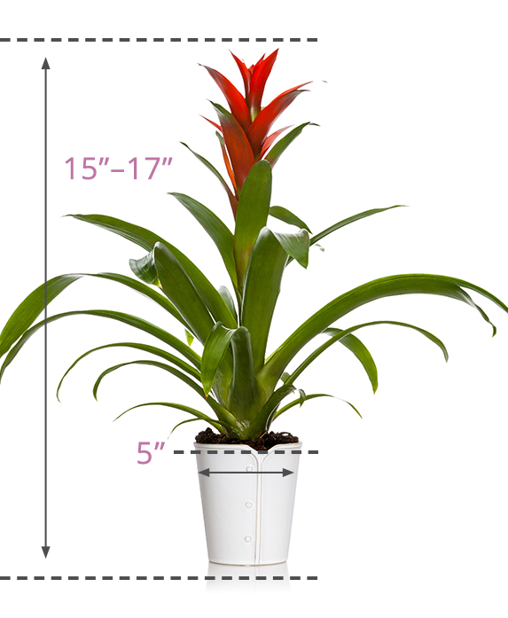 Bromeliad Plants | Just Add Ice Orchids