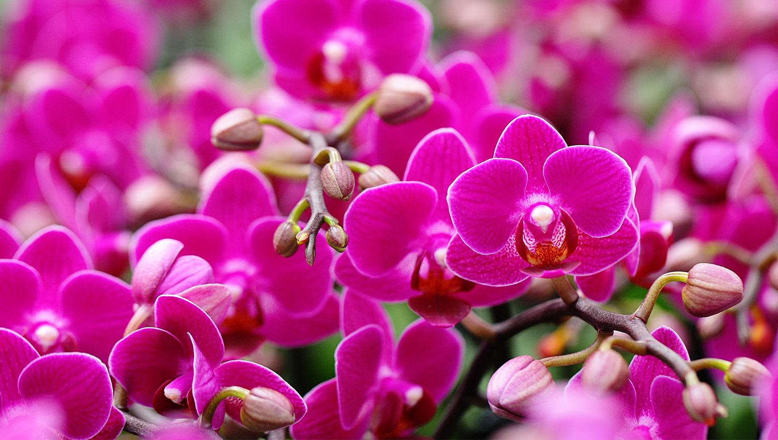 Mini Phalaenopsis Orchids | Just Add Ice Orchids