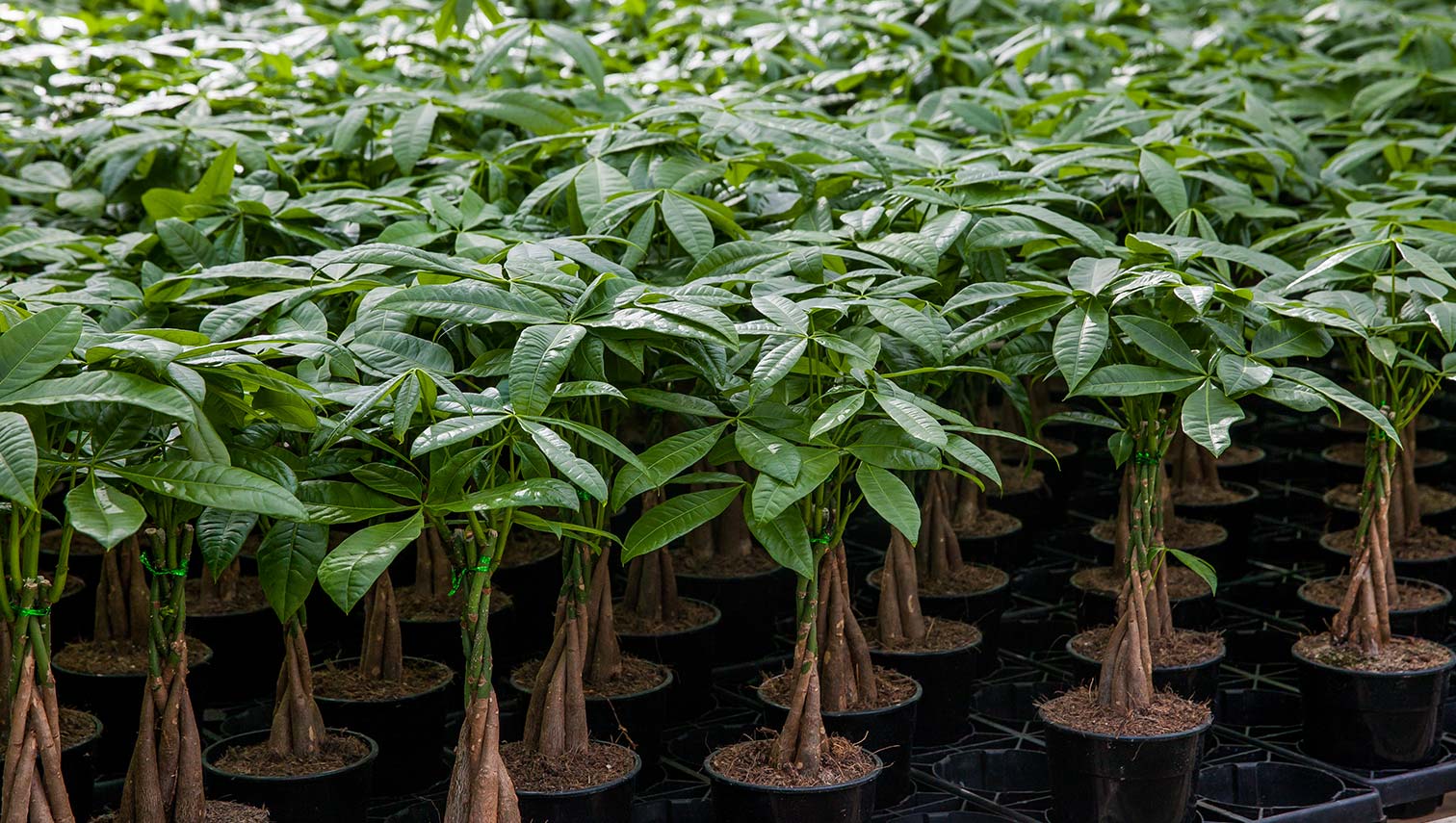 Money Tree Plants | Just Add Ice Orchids