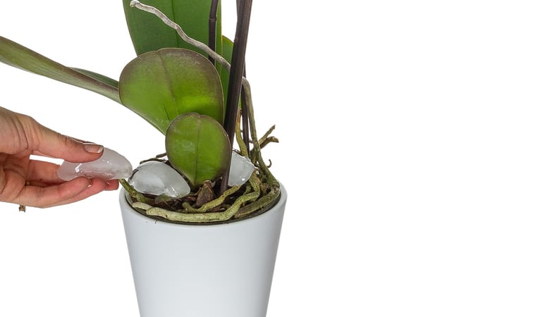 Full-Size Phalaenopsis Orchids | Just Add Ice Orchids