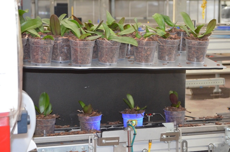 Orchid Growth Habits: The Fascinating Life Cycle of Growing Orchids