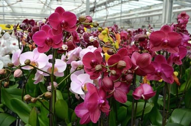 Orchid Growth Habits: The Fascinating Life Cycle of Growing Orchids