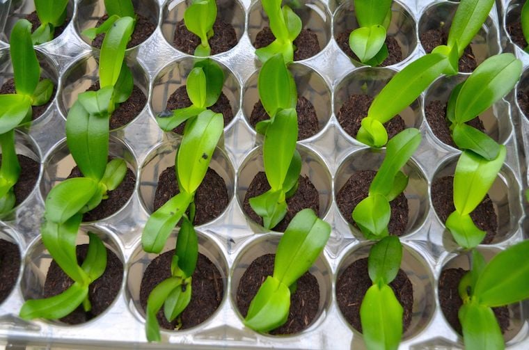 Orchid Growth Habits: The Fascinating Life Cycle of Growing Orchids