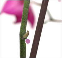 Phalaenopsis Orchid Health and Anatomy | Just Add Ice Orchids