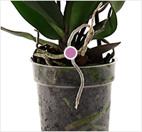 Phalaenopsis Orchid Health and Anatomy | Just Add Ice Orchids