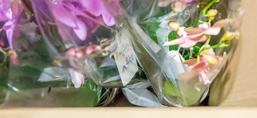 How to Buy Orchids Online