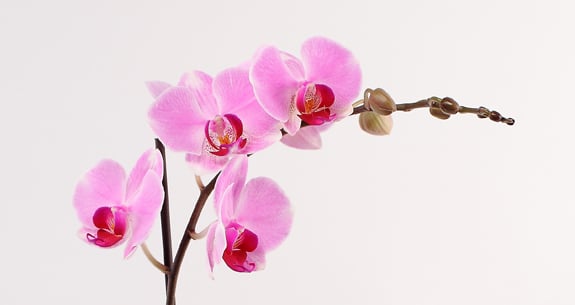 Orchid Colors: What They Symbolize and Their Meaning