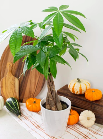 3 Indoor Thanksgiving Plants To Give Your Dinner Host