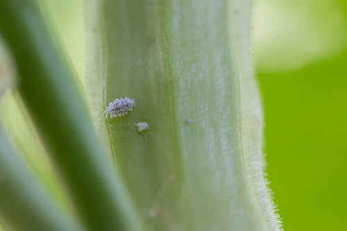 What Bugs Are on My Orchid?
