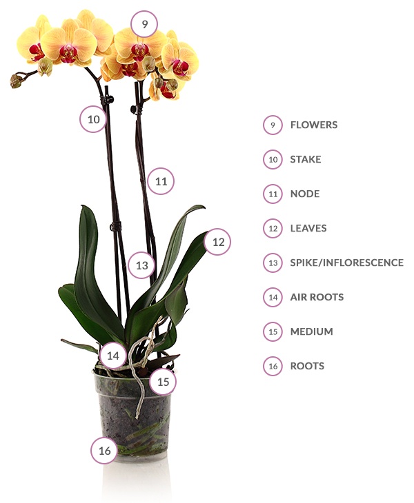 Phalaenopsis Orchid Health and Anatomy | Just Add Ice Orchids