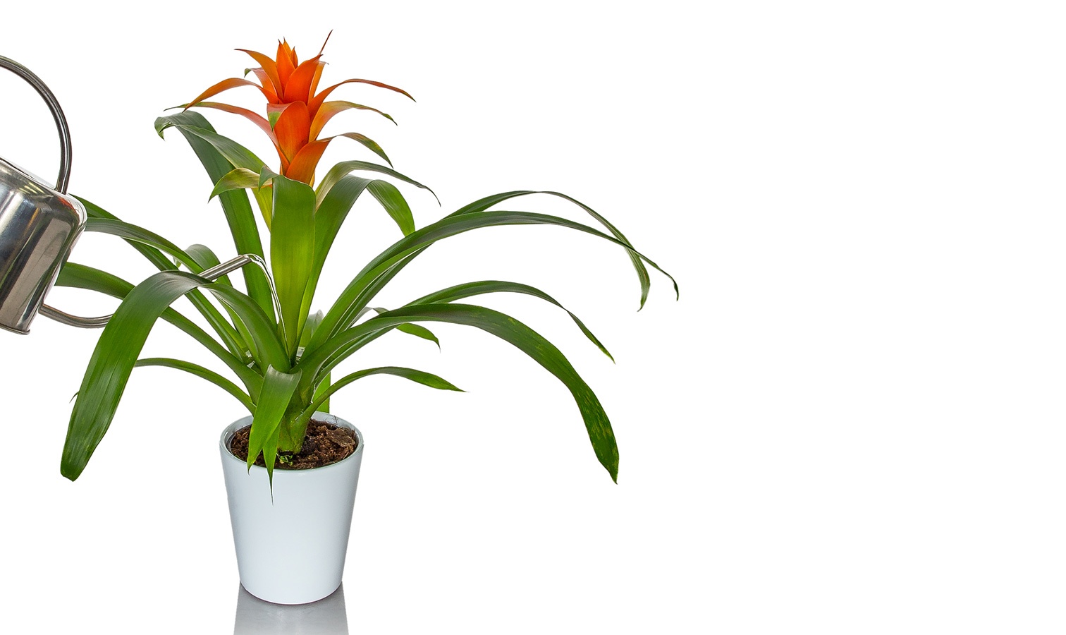 Bromeliad Plants | Just Add Ice Orchids